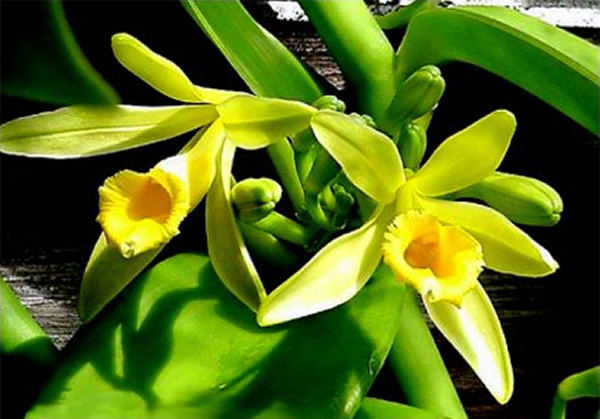 Flor de vainilla - Boles d'olor | Albina Bosch