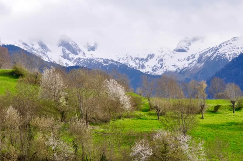 Verde esperanza… el color de la primavera! | Albina Bosch